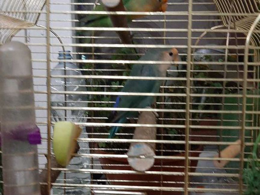 Попугаи неразлучники