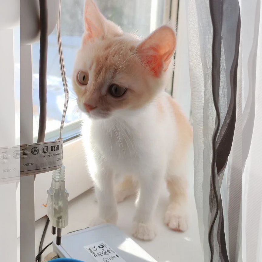 Котёнок в добрые руки