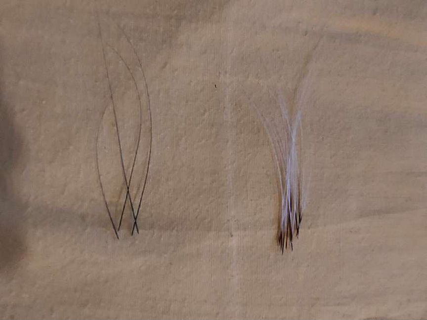 Усы кота, шерсть