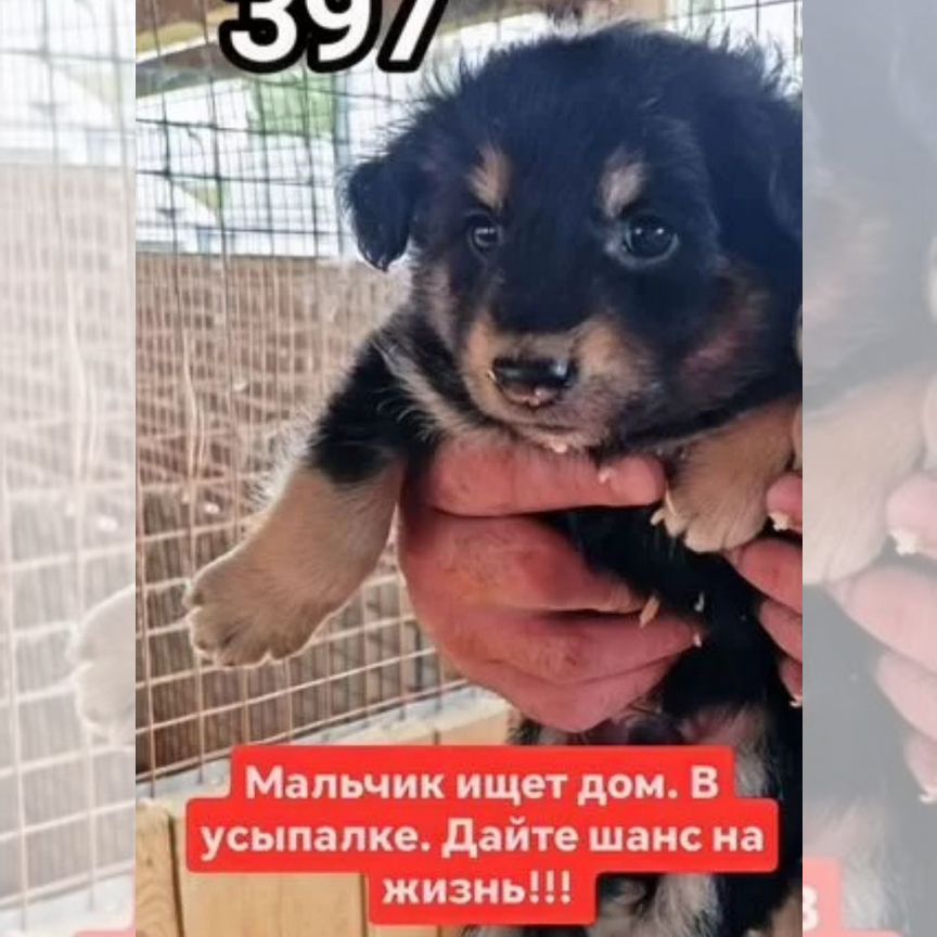 Щенок в добрые руки