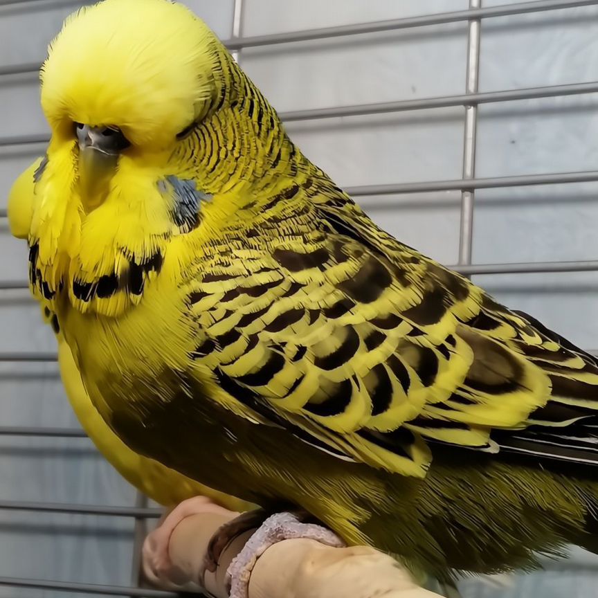 Выставочный волнистый попугай