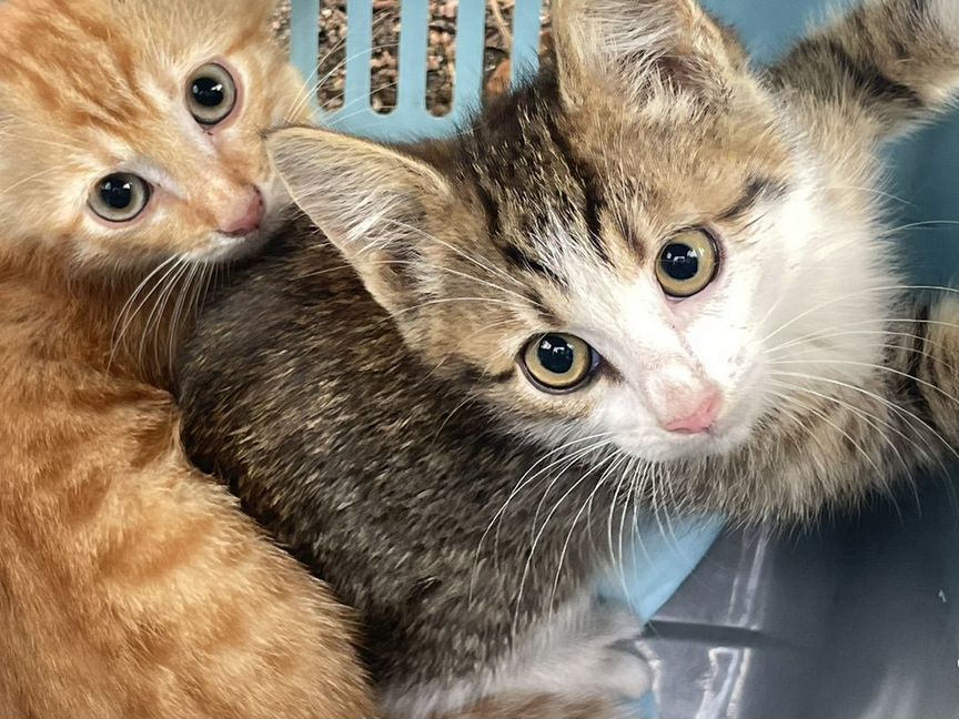 Котятам очень нужен дом