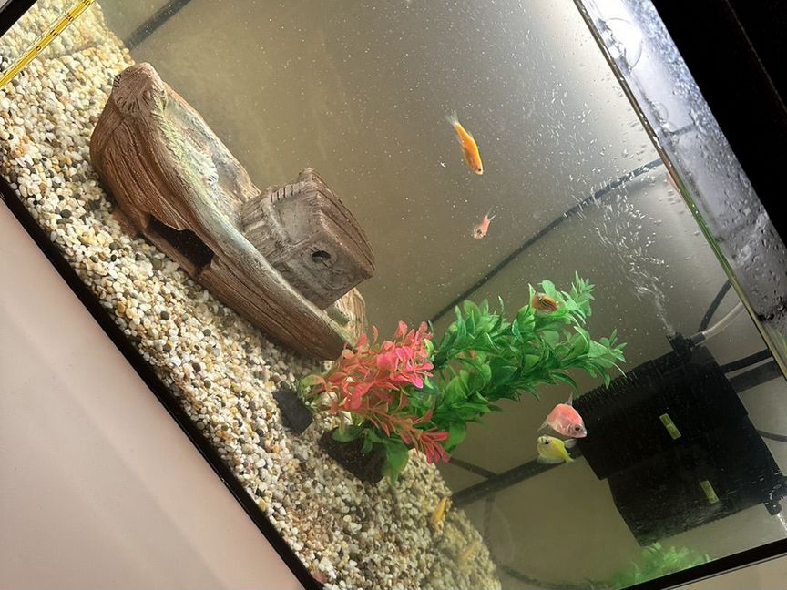 Аквариумные рыбки