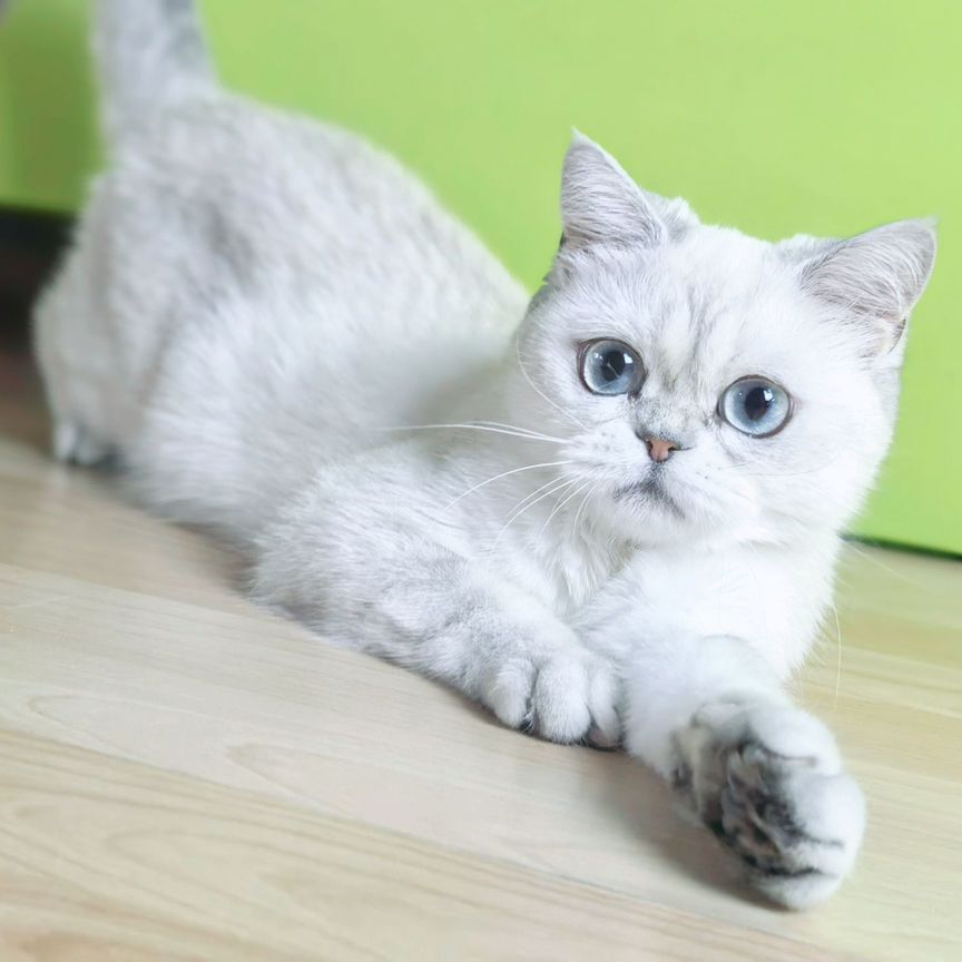 Шотландская кошка