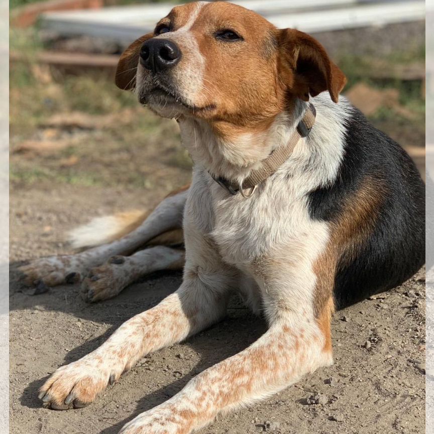 Взрослый пёс в добрые руки