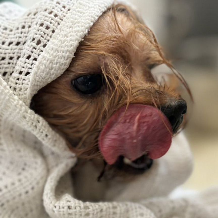 Передержка животных