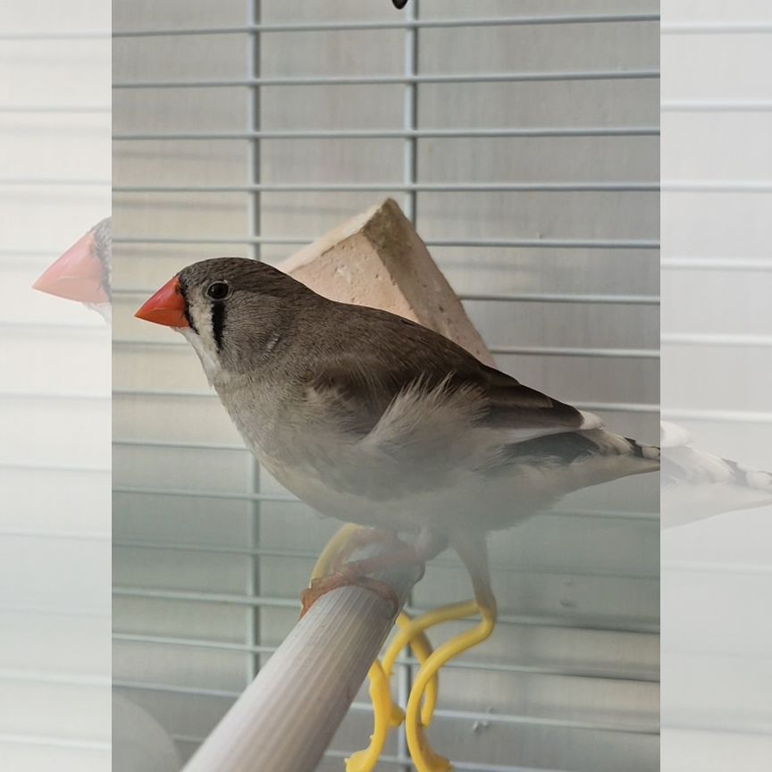 Молодая амадина зебровая бронь