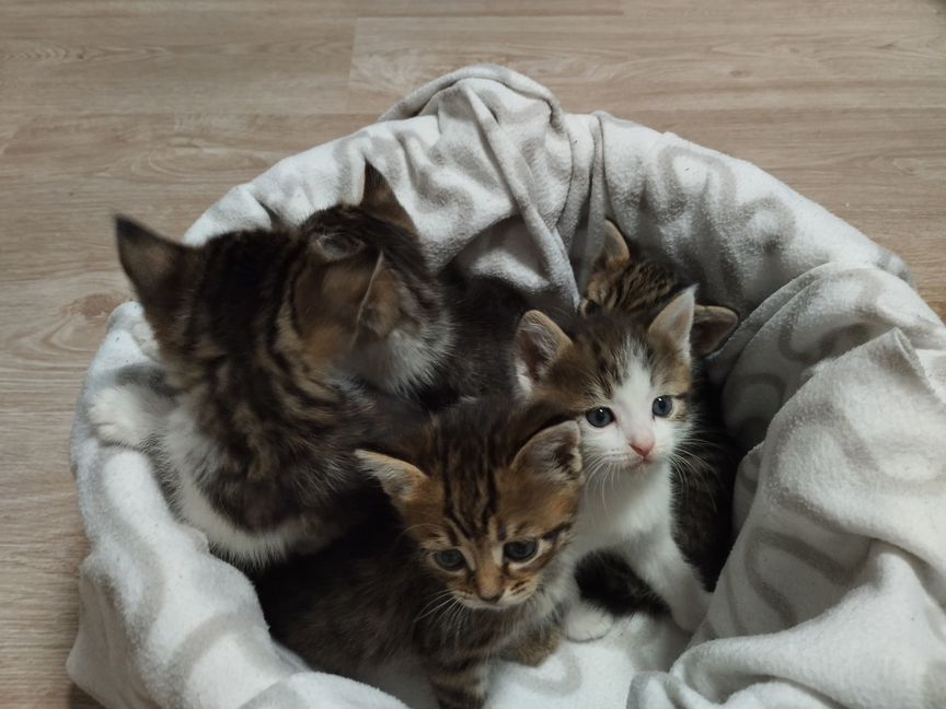 Котята ищут любящих хозяев