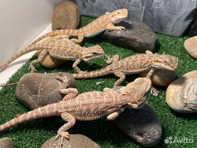 Бородатая Агама