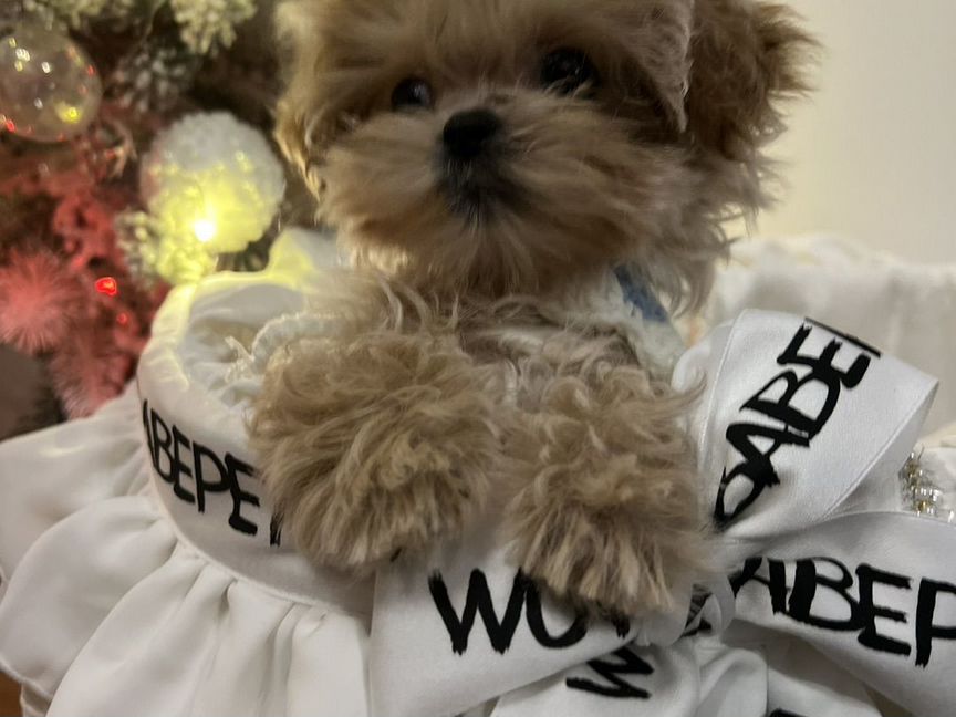 Мальтипу VIP dior в корейском типе