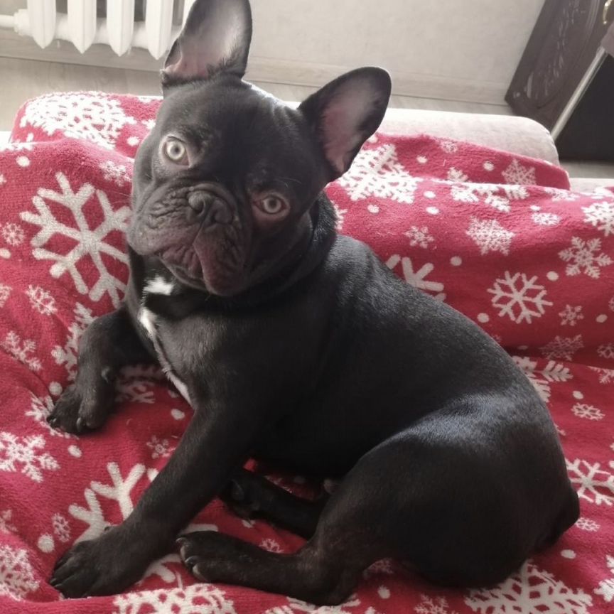 Французский бульдог, щенок