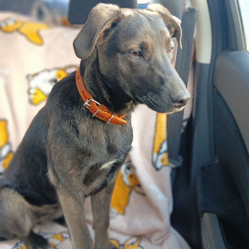 Щенок девочка ищет дом