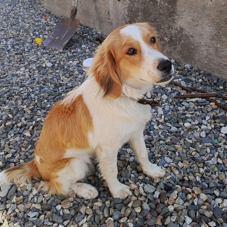 Отдам в добрые руки Дружка Бадди