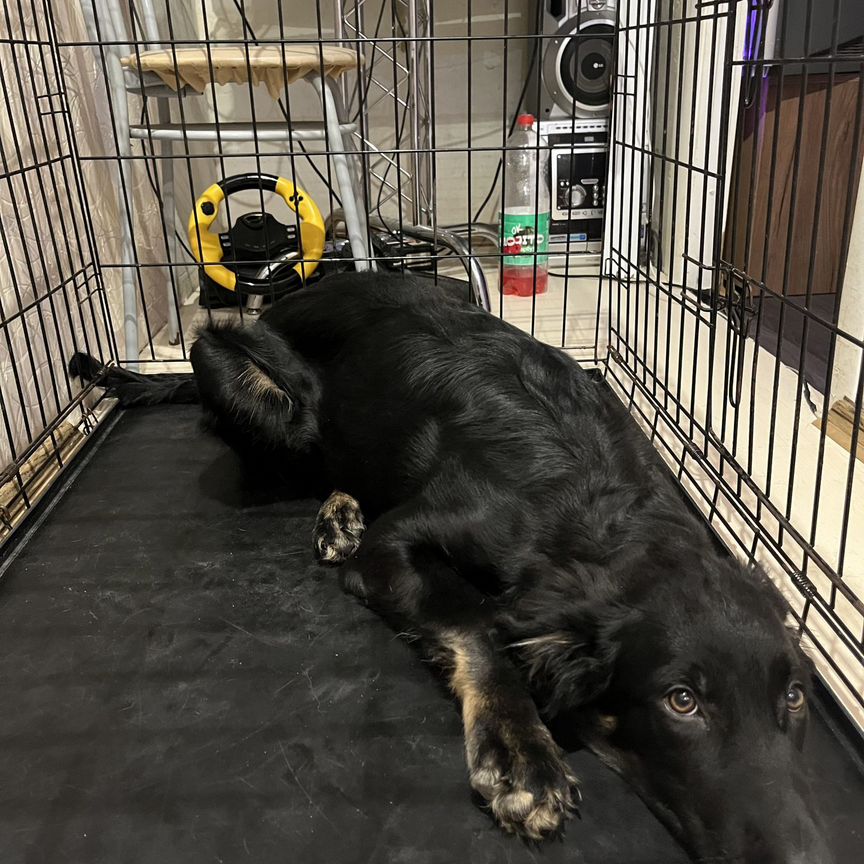 Немецкая овчарка, щенок