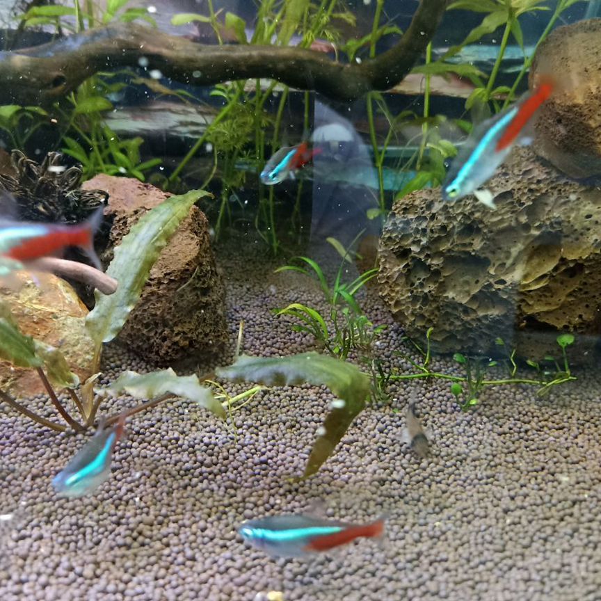 Аквариумные рыбки неоны