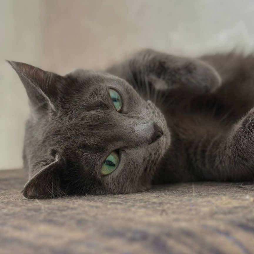 Русский голубой котёнок