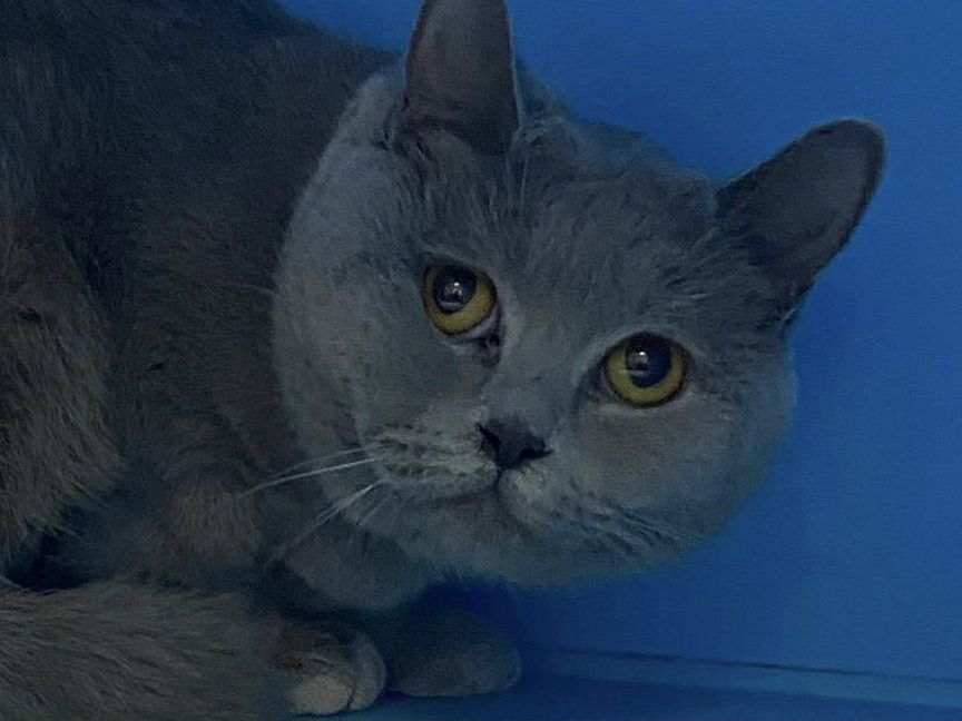 Ватрушка. бывшедомашняя в дар