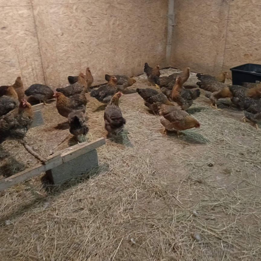 Куры билефельдер