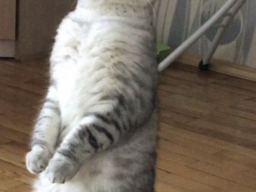 Шотландский кот на вязку