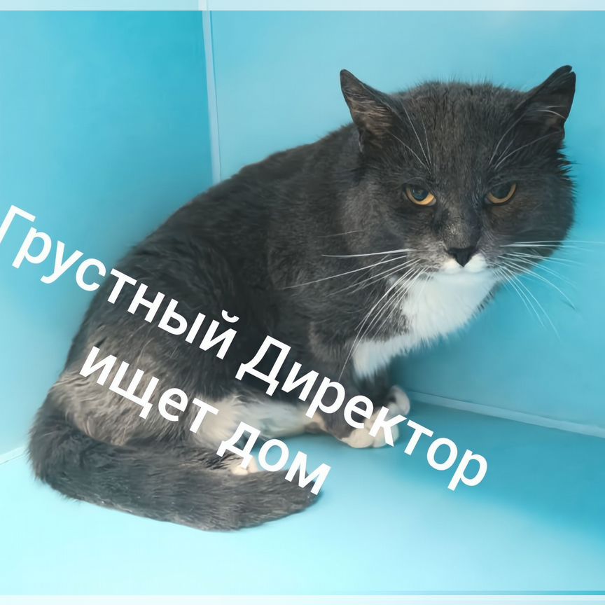 Взрослый кот в добрые руки