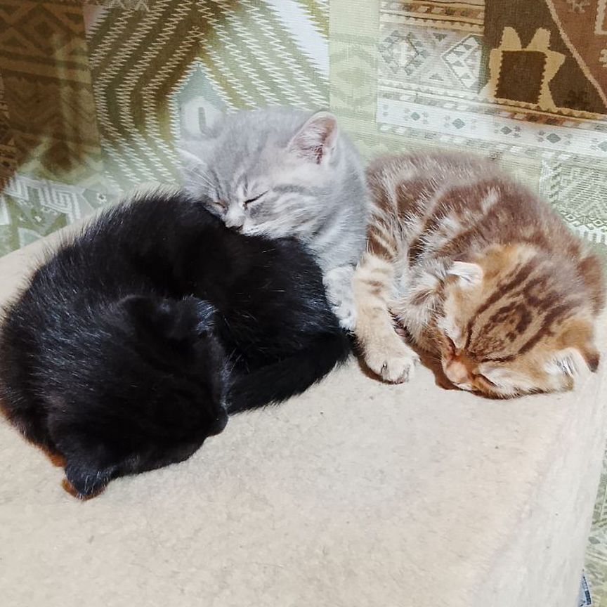 Шотландский вислоухий короткошёрстный котёнок