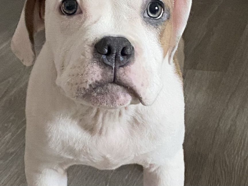 Американский бульдог
