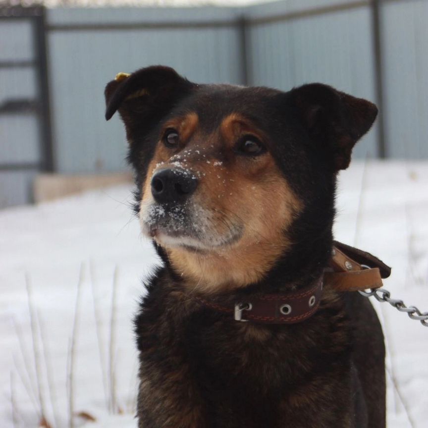 В добрые руки