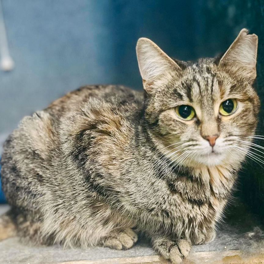 Кошечка Юта в дар