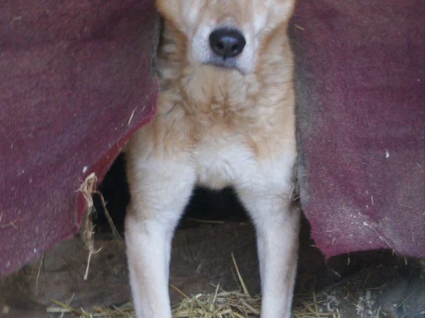 Пожилым собакам тяжело в приюте