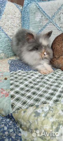 Декоративные кролики