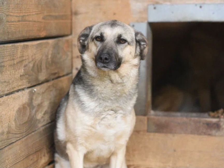 Собака из приюта в семью