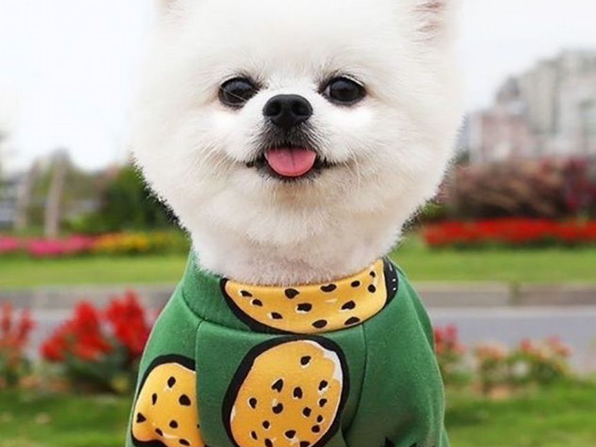 Кофта на флисе для собак / размеры s-2xl