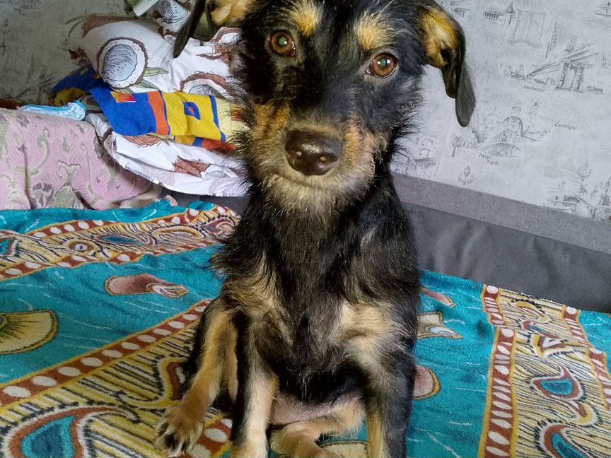 Собака в добрые руки отдам бесплатно