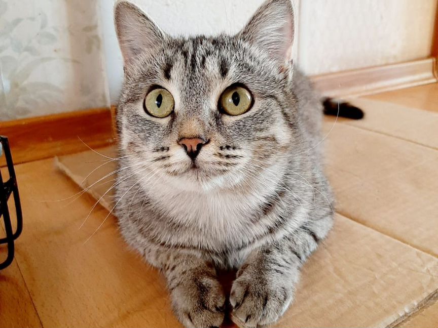 Кошка Фифа в добрые руки