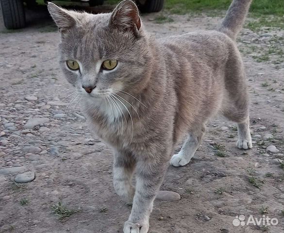 Чудо кот Плюш