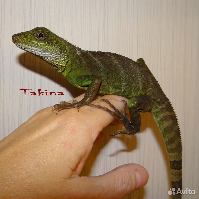 Ящерица Агама Водяная