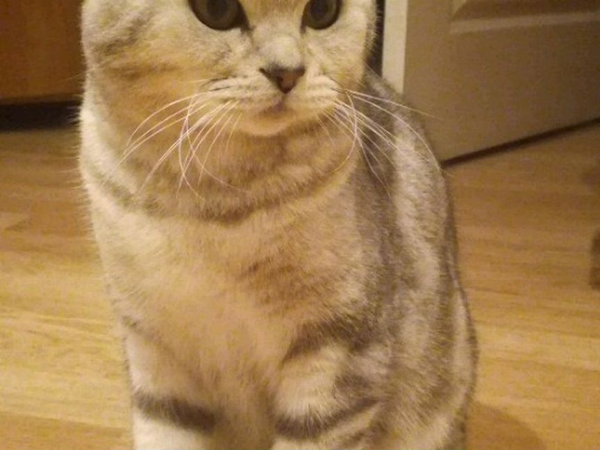 Котик