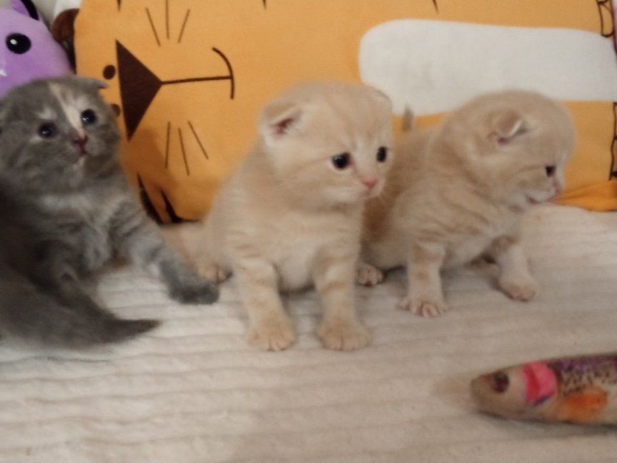 Шотландские вислоухие котята