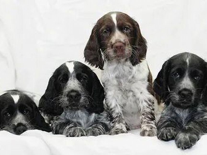 Щенки русского спаниеля