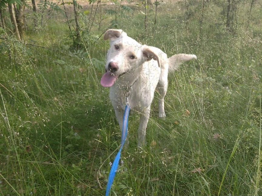 Прекрасная Изя в приюте