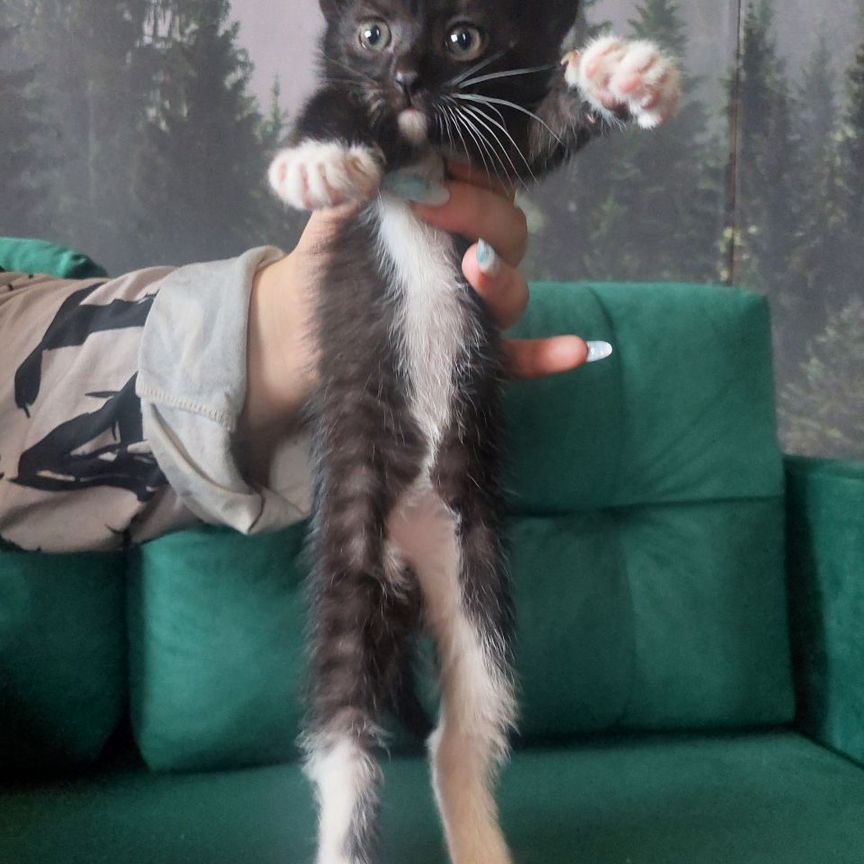 Котята