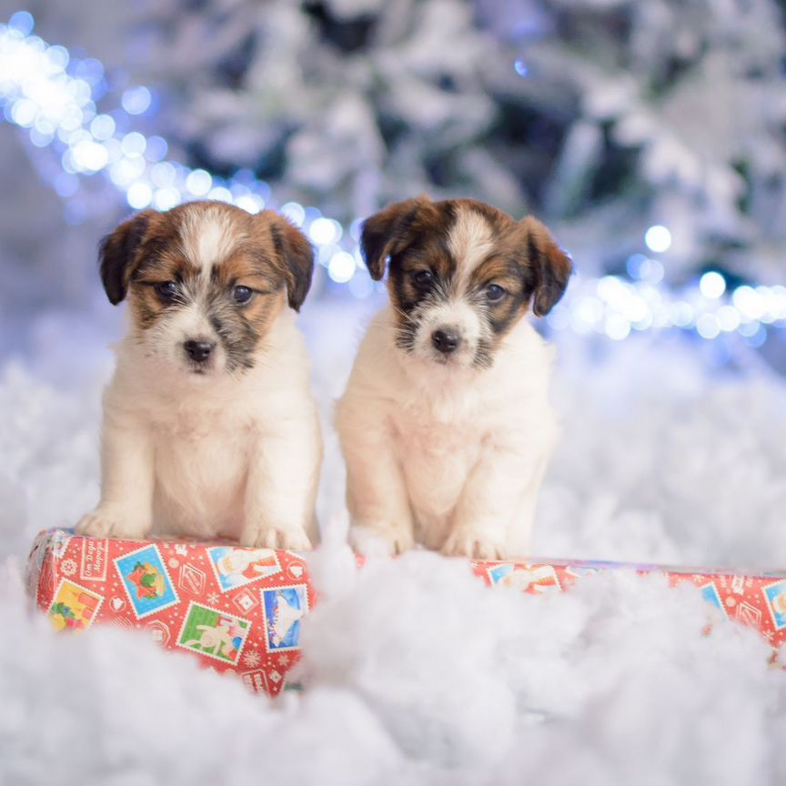 Джек-рассел-терьер, щенок