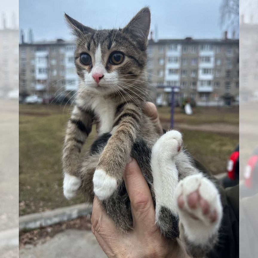 Котёнок в добрые руки