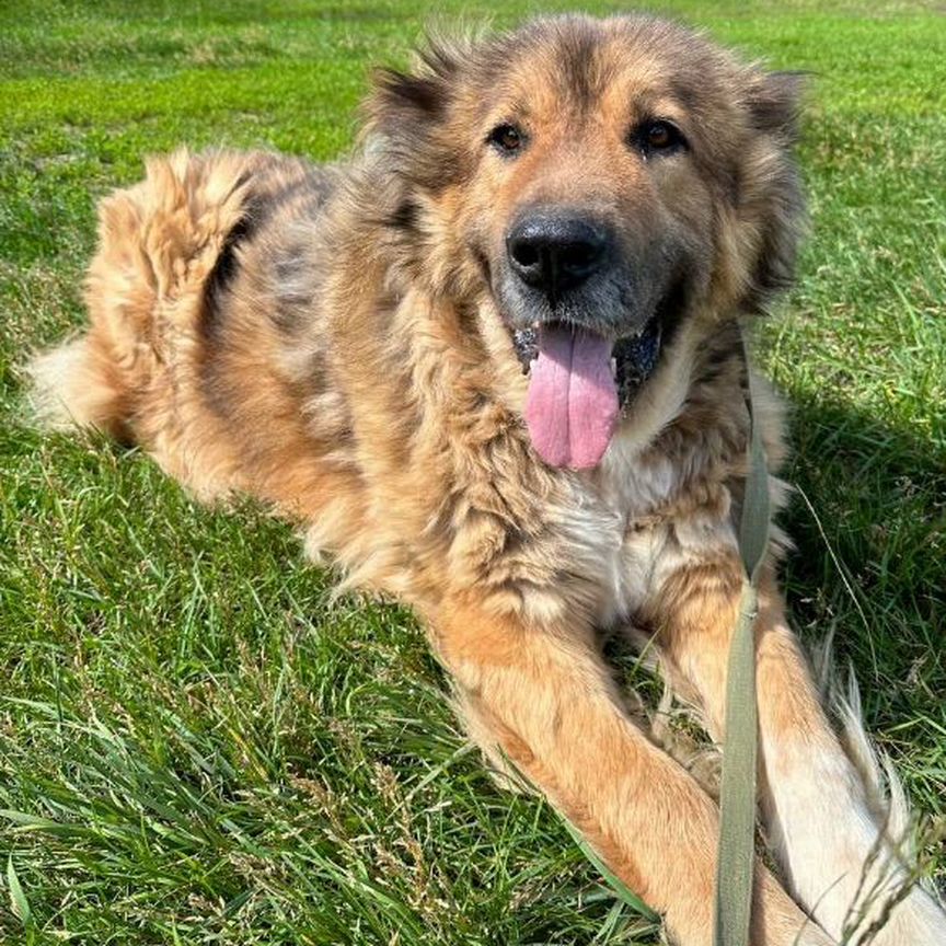 Кавказская овчарка, взрослый пёс