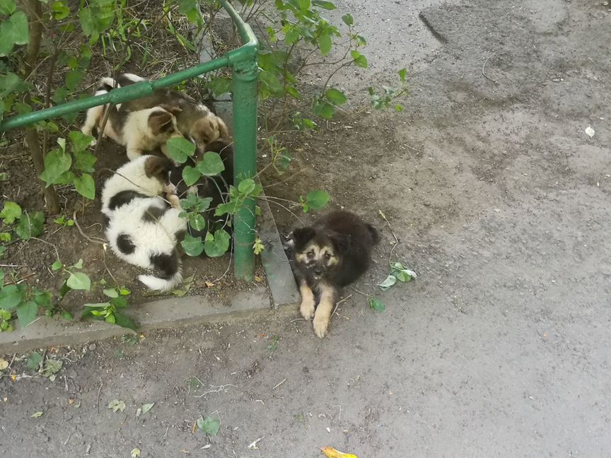Брошенные щенки