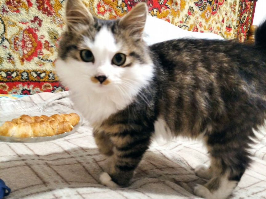 Милые котята