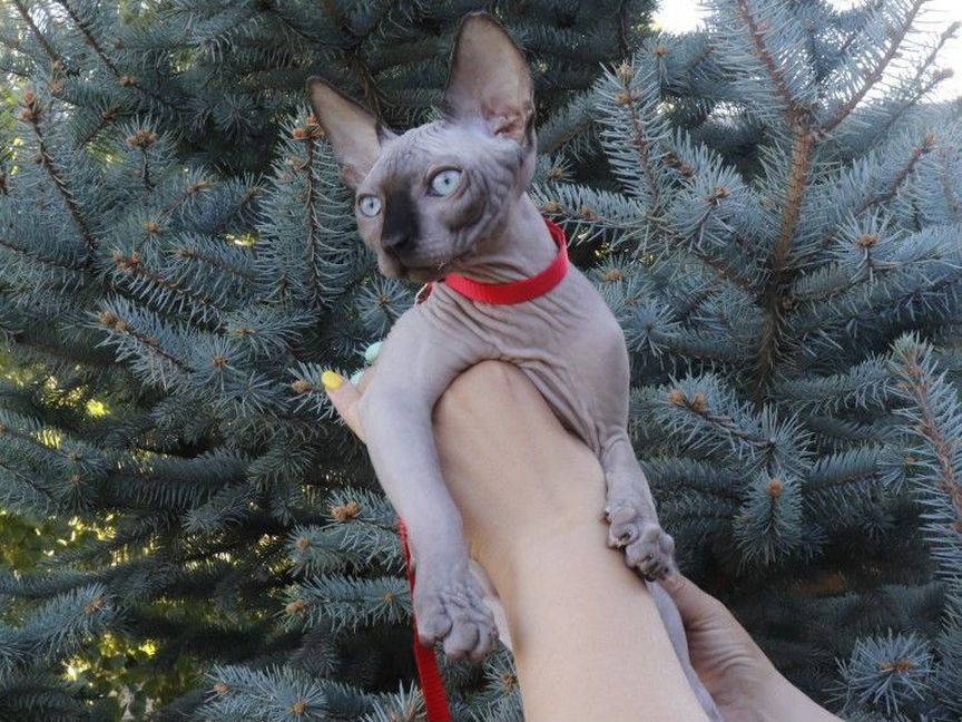 Сфинкс Бамбино long