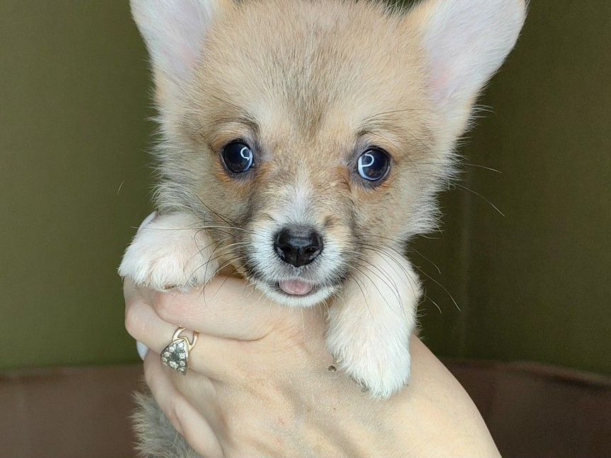 Mini мальчик вельш корги пемброк