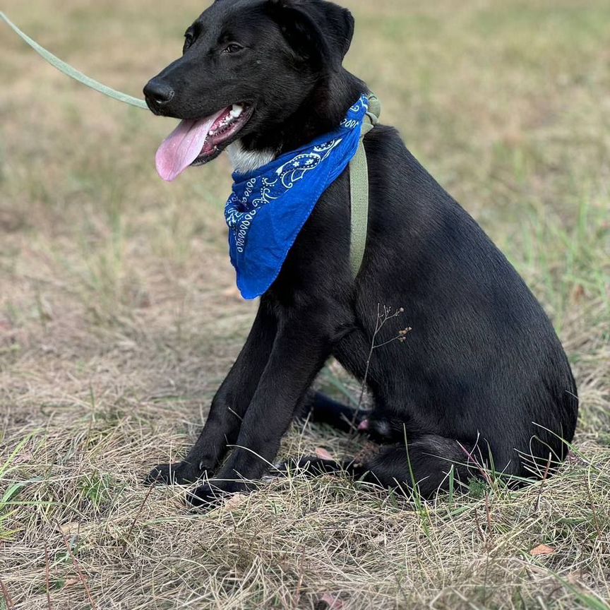 Маффин, щенок из приюта в добрые руки