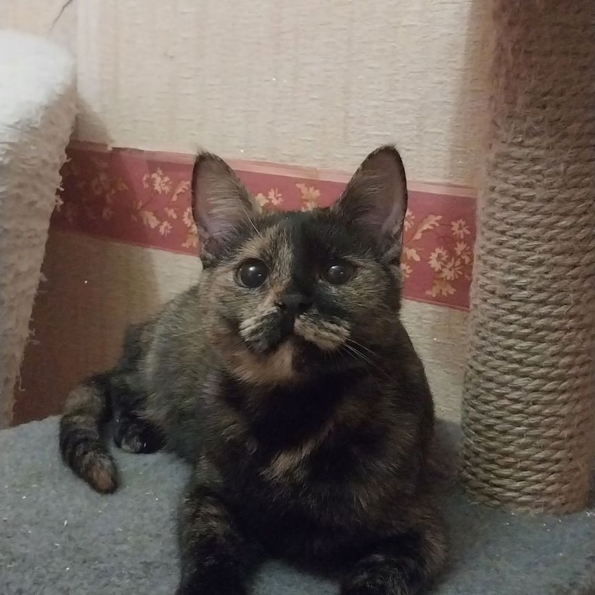 Домашние животные кошка и кот бесплатно